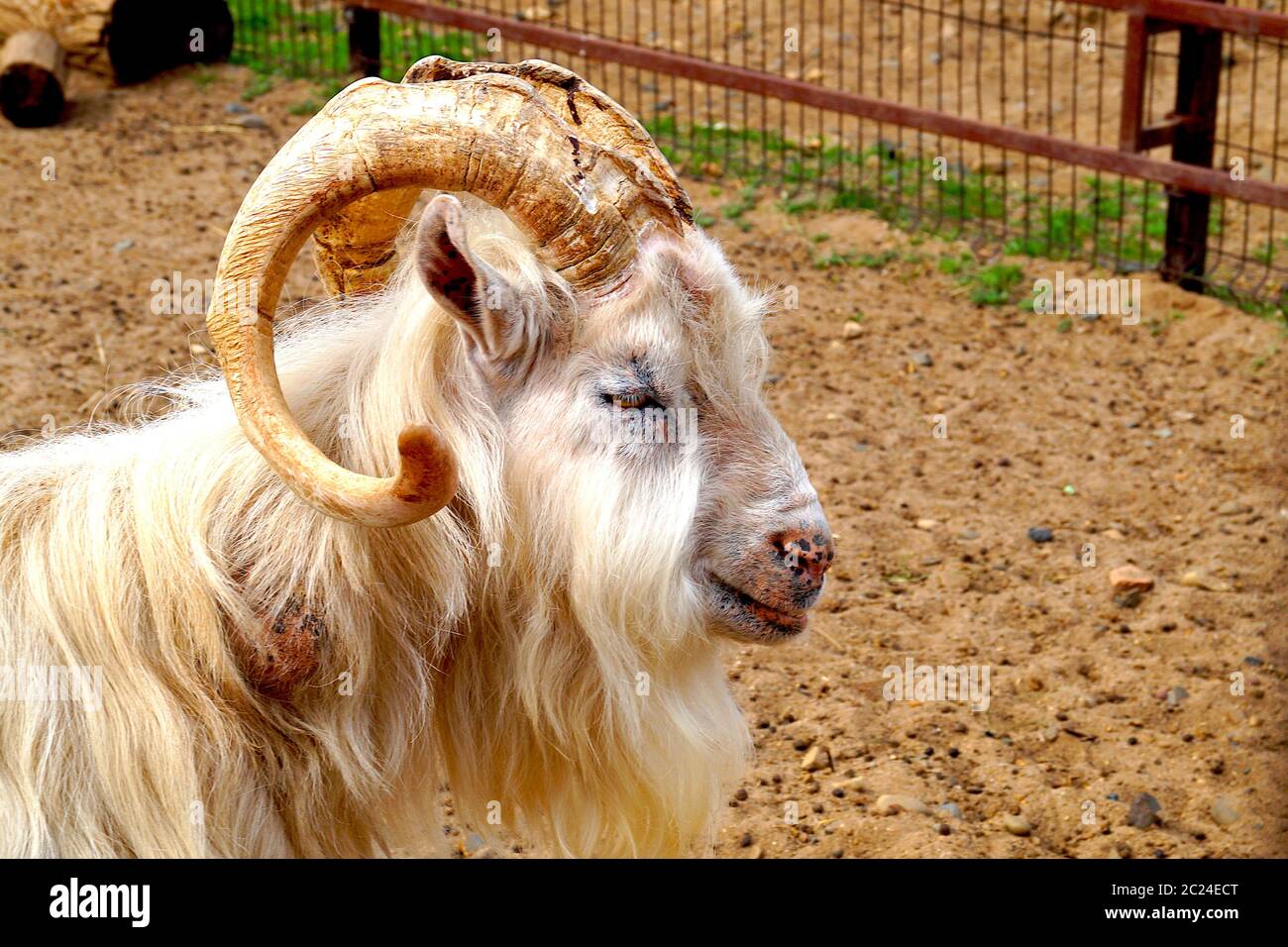 A goat with large horns warms itself under the summer sun and walks in ...