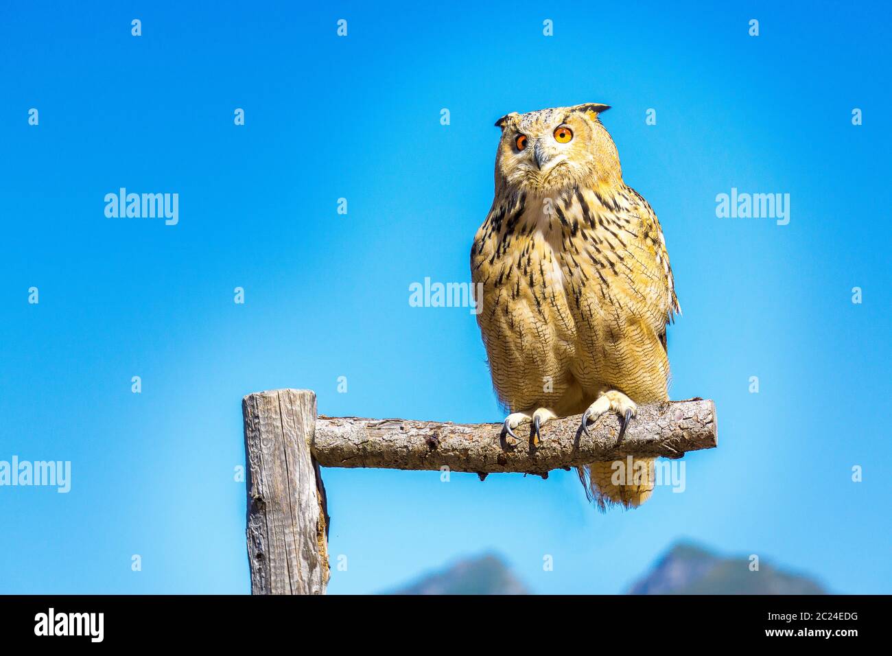 A Siberian Uhu Stock Photo - Alamy