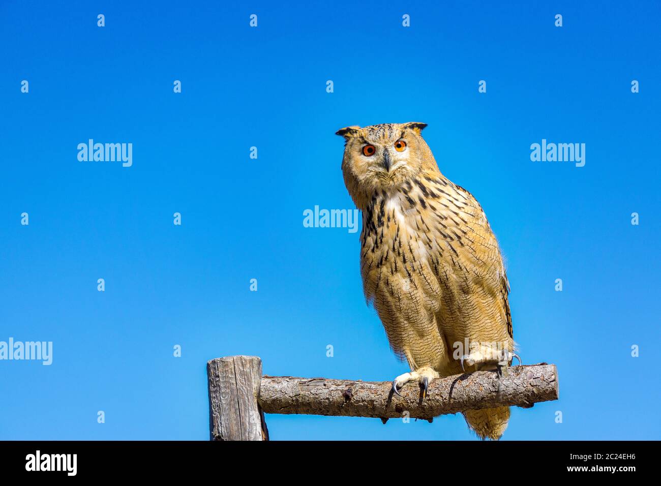 A Siberian UHU Stock Photo - Alamy