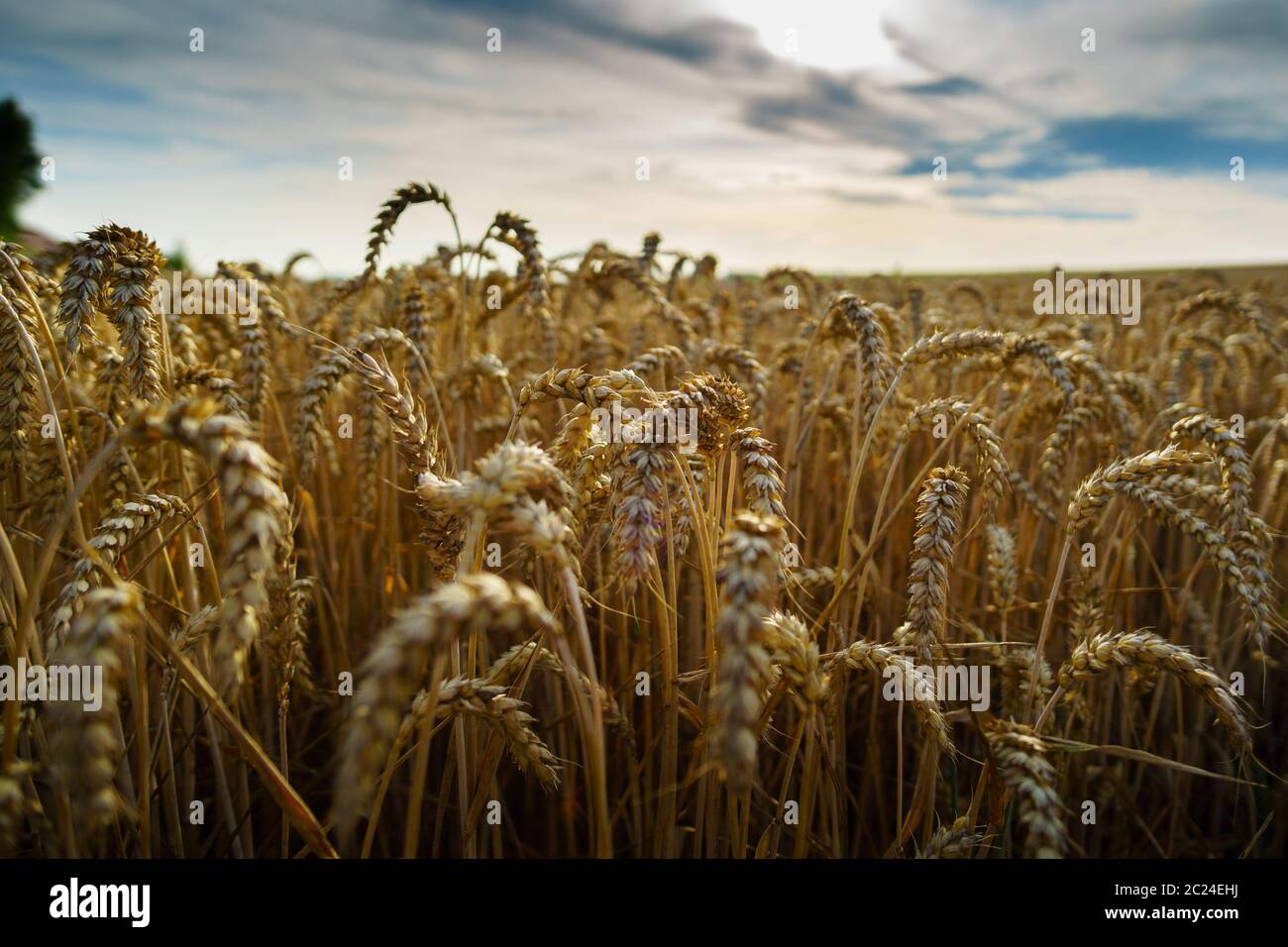 Wheatfield hi-res stock photography and images - Alamy