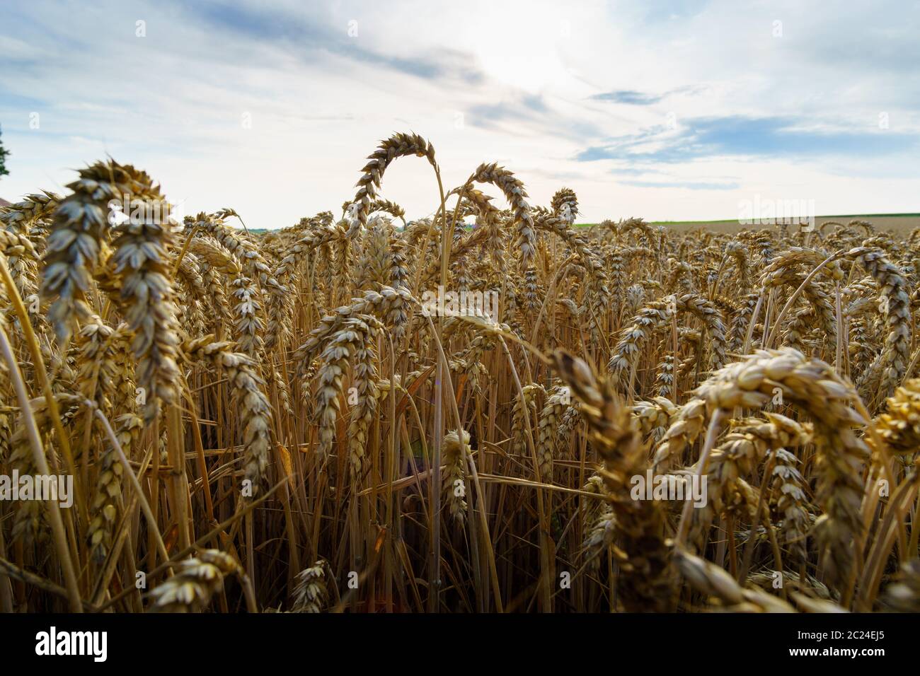 Wheatfield landscape hi-res stock photography and images - Alamy