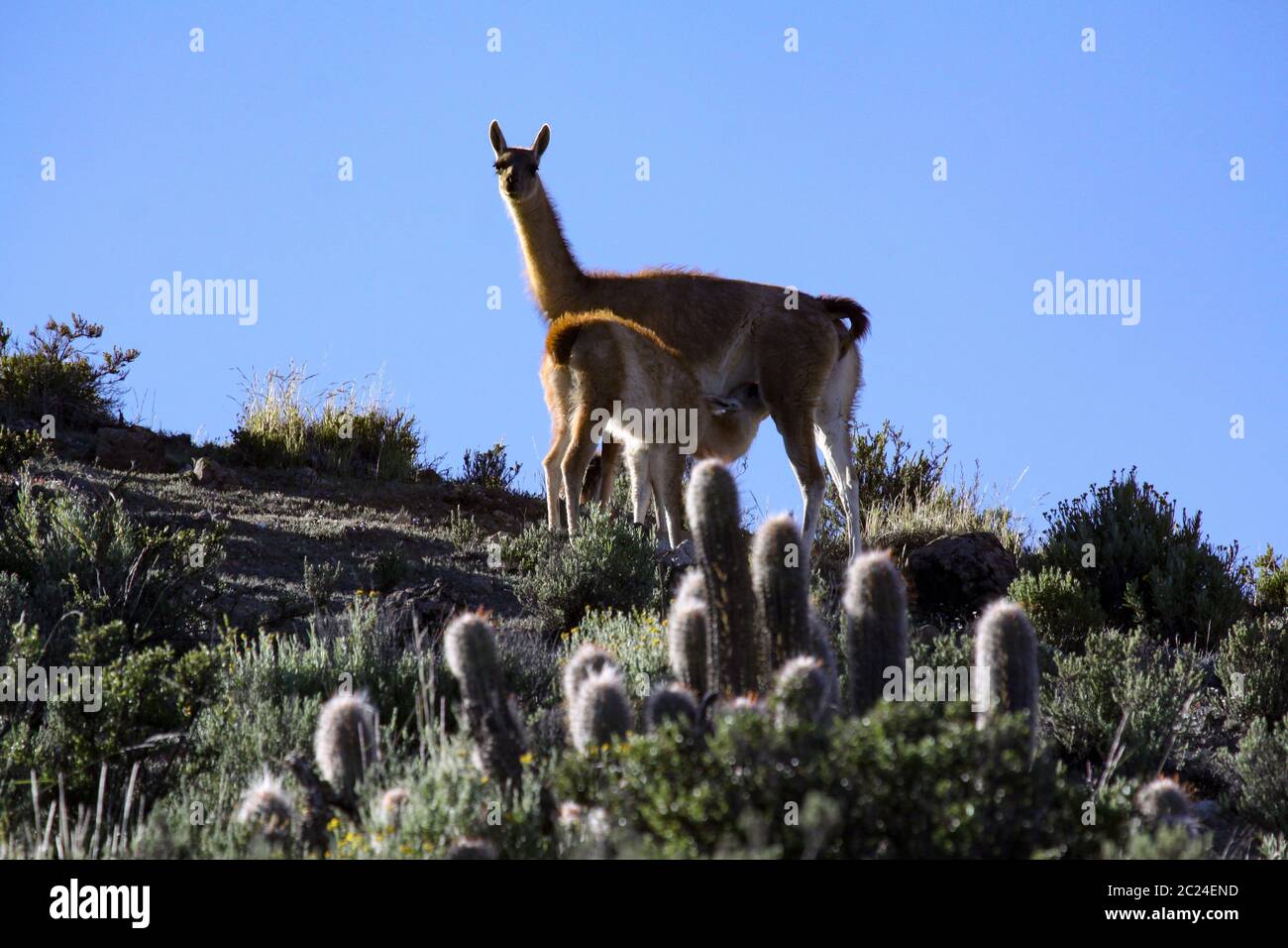 Baby guanaco hi-res stock photography and images - Alamy