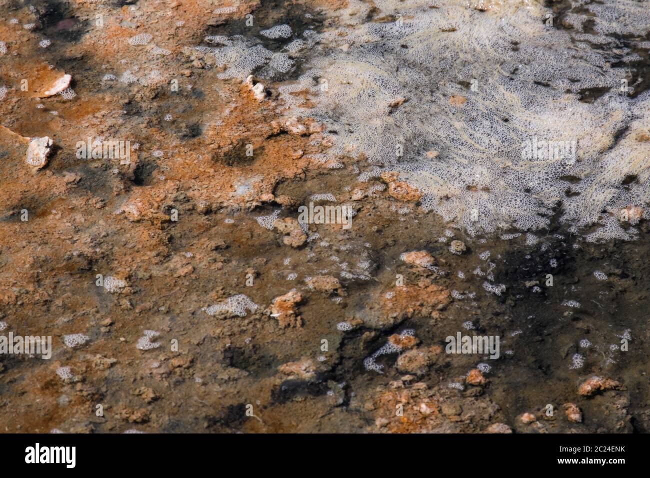 Foam on shallow salt water of salt lake in Chile Stock Photo - Alamy