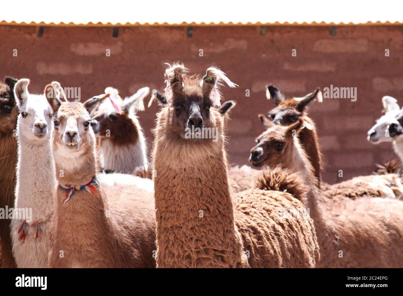 Lama's in chile hi-res stock photography and images - Alamy