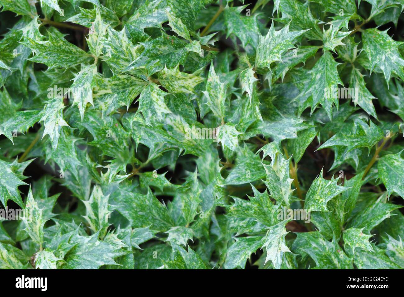 Holly texture hi-res stock photography and images - Alamy