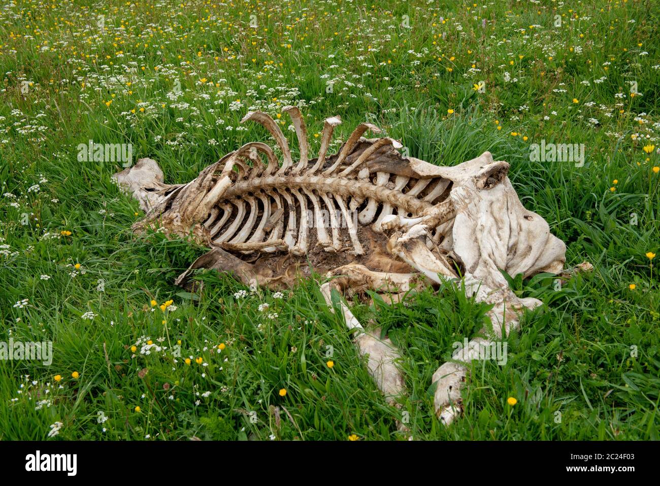 Trash and decompose and grass hi-res stock photography and images - Alamy