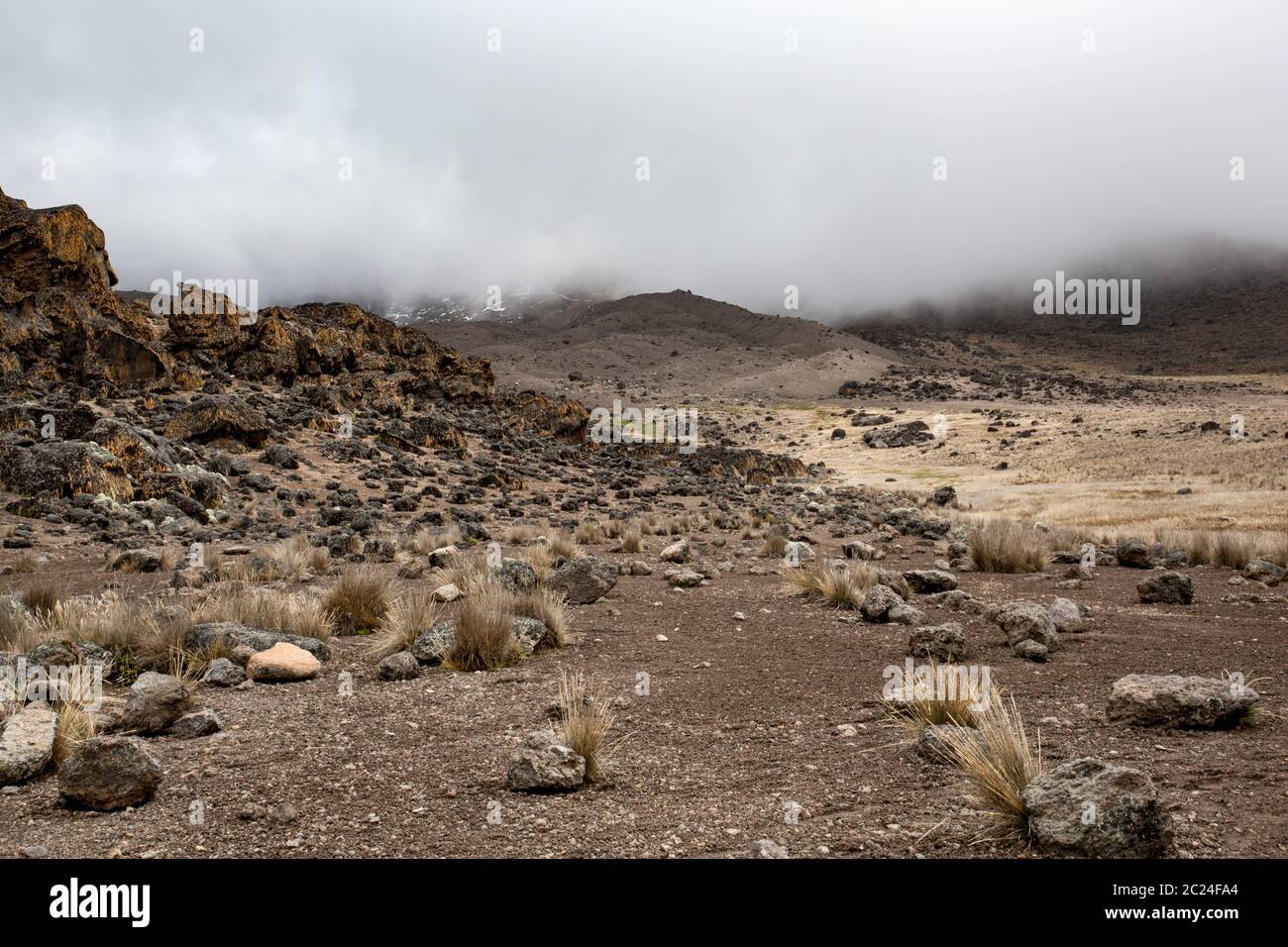 Desert tufts grass hi-res stock photography and images - Alamy