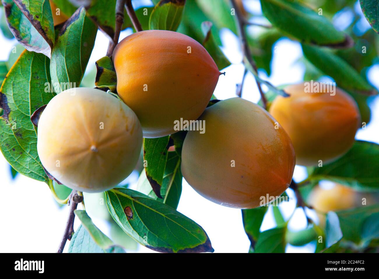 Date Plum Tree High Resolution Stock Photography and Images - Alamy