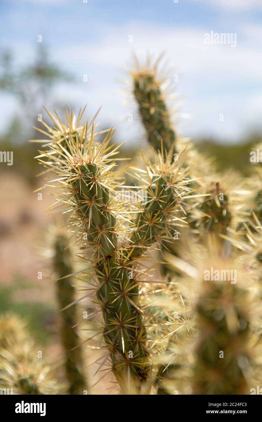 Cactus plant with pointed sting survives dryness and heat Stock Photo ...