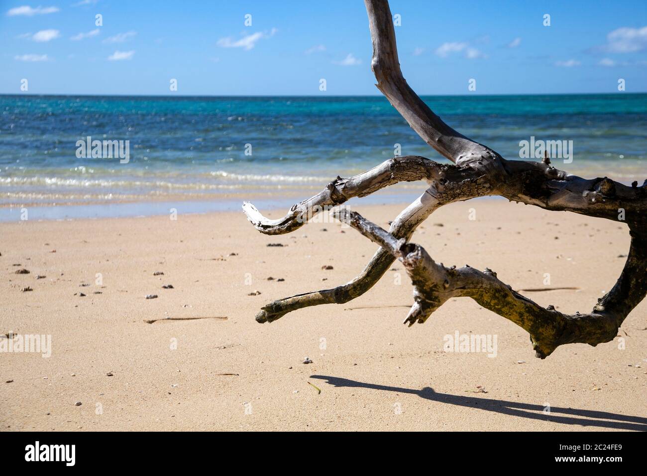 Dried tree on white sand beach with blue sea in paradise Stock Photo ...