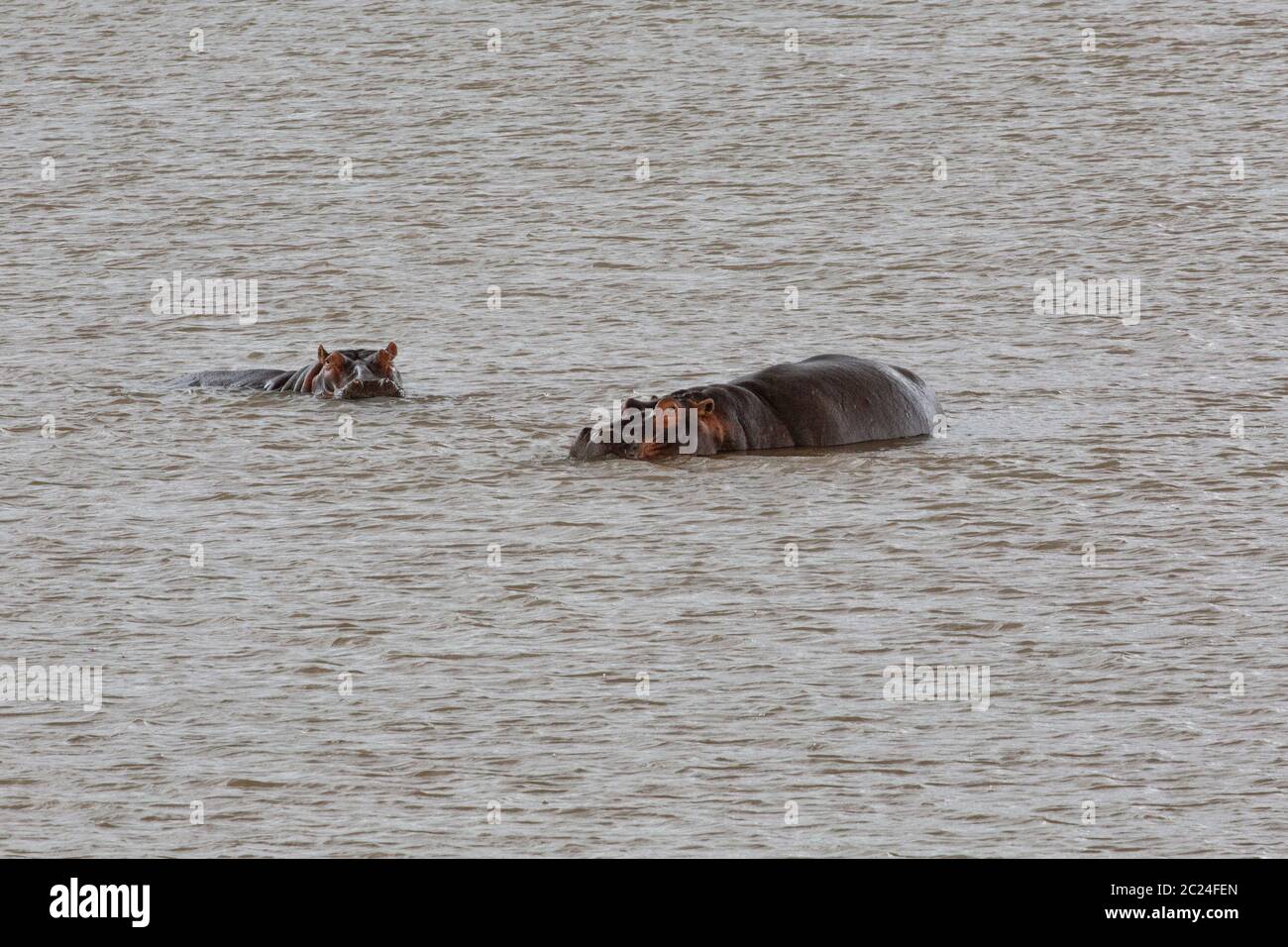 Hiding hippo hi-res stock photography and images - Alamy