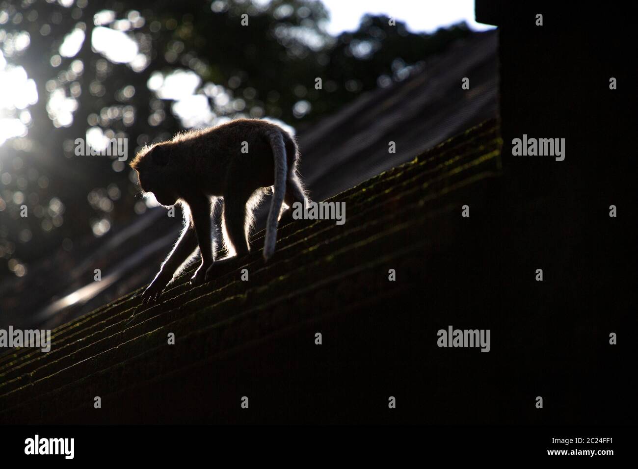 Bali monkey roof hi-res stock photography and images - Alamy