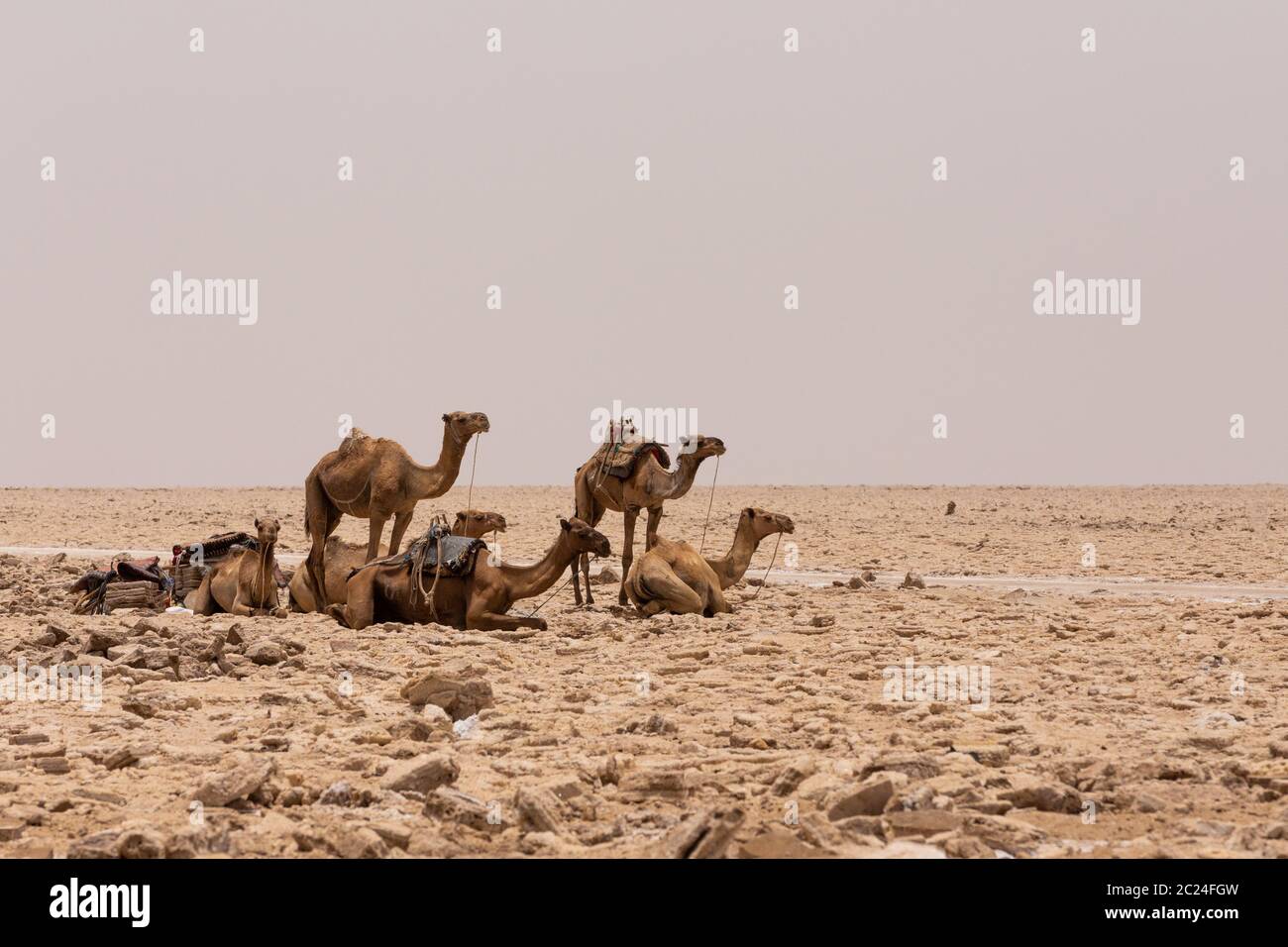 Camel caravan waiting for Afar man cutting and mining salt bricks ...