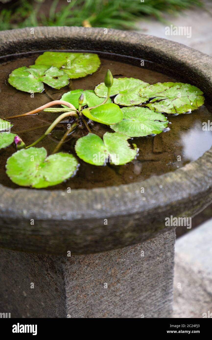 Balinese lava stone basin for water with aquatic plant Stock Photo - Alamy