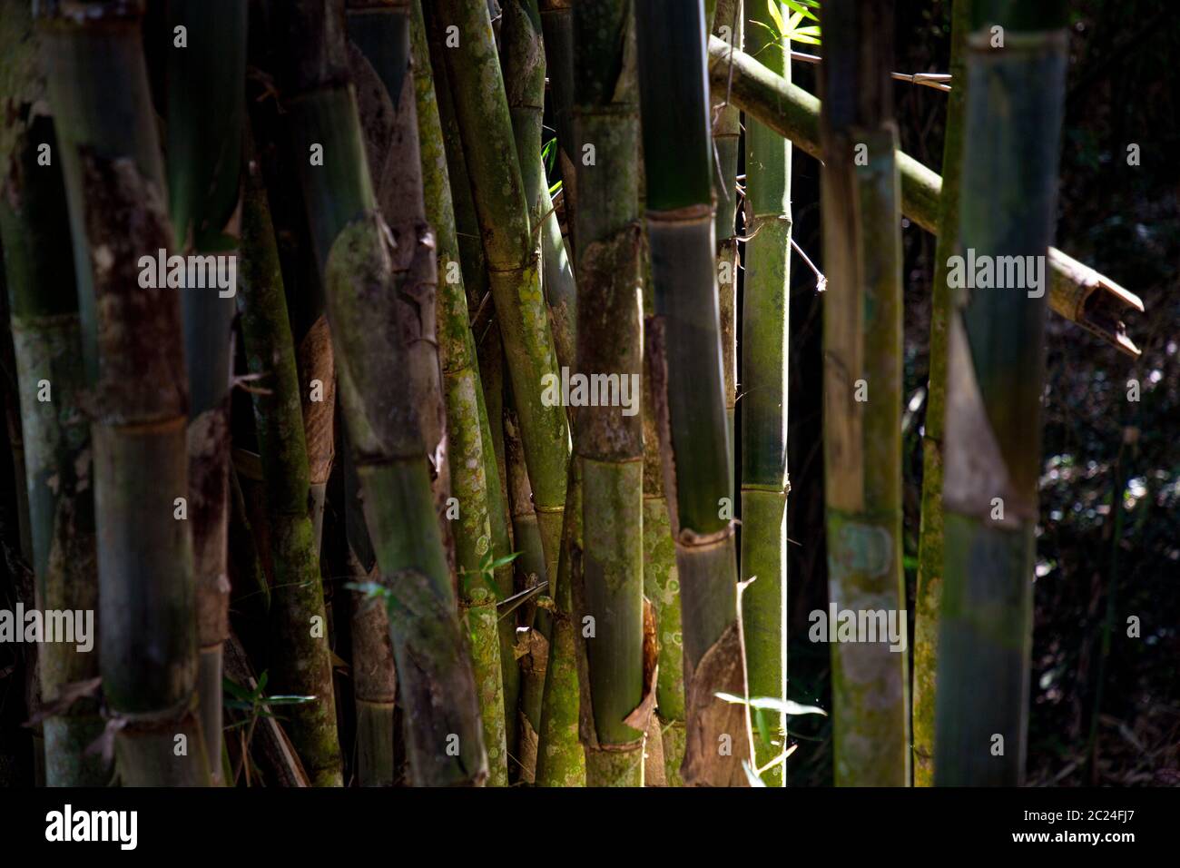 Bamboo pipes hi-res stock photography and images - Alamy