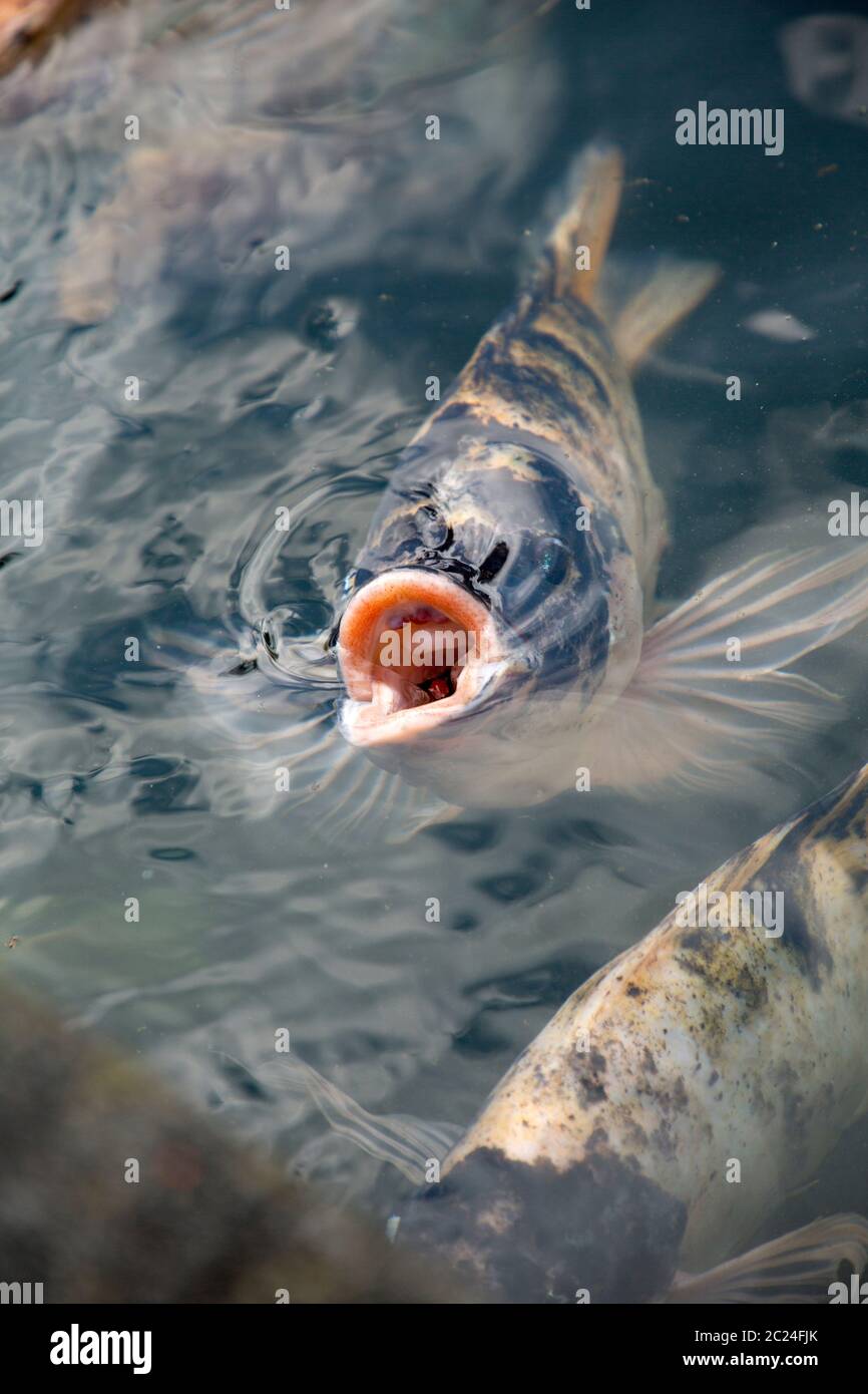 Nishikigoi fish with open mouth snaps food into water basin Stock Photo ...