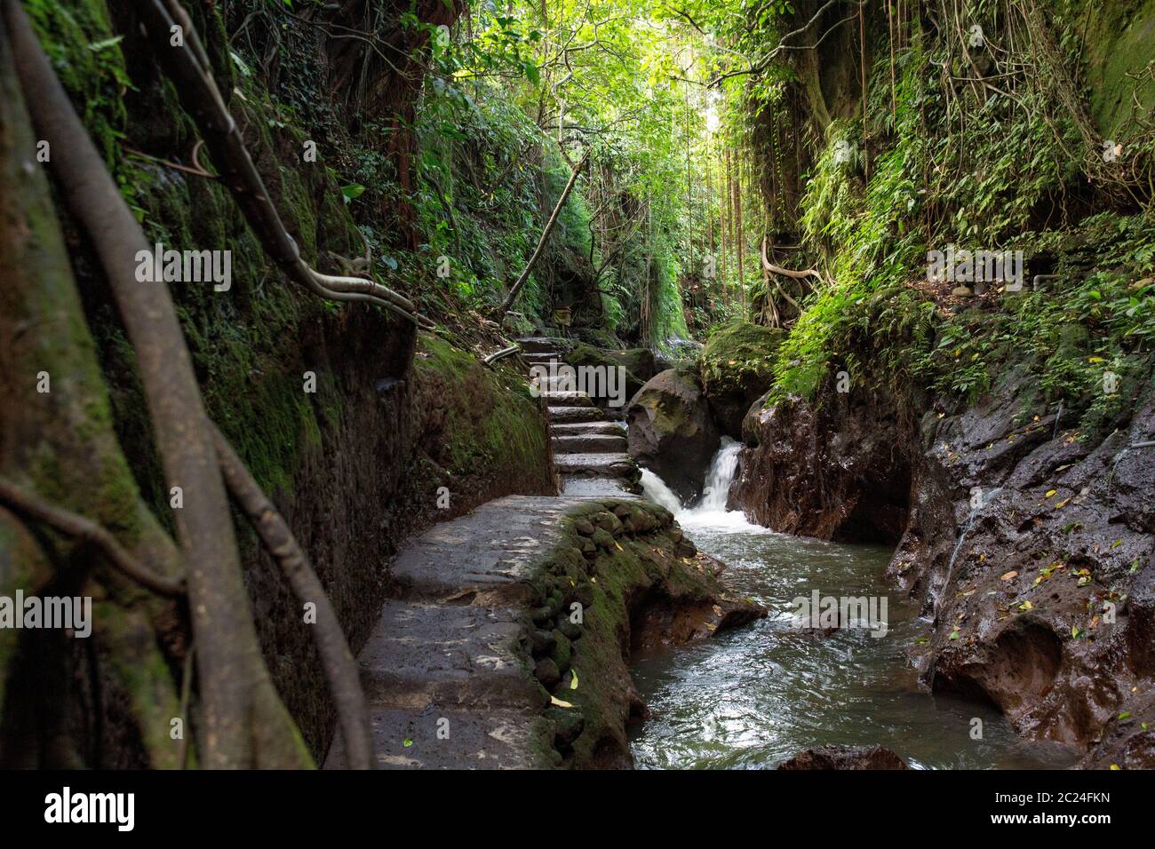 Path made of stone slabs and steps through dense green jungle in Bali ...