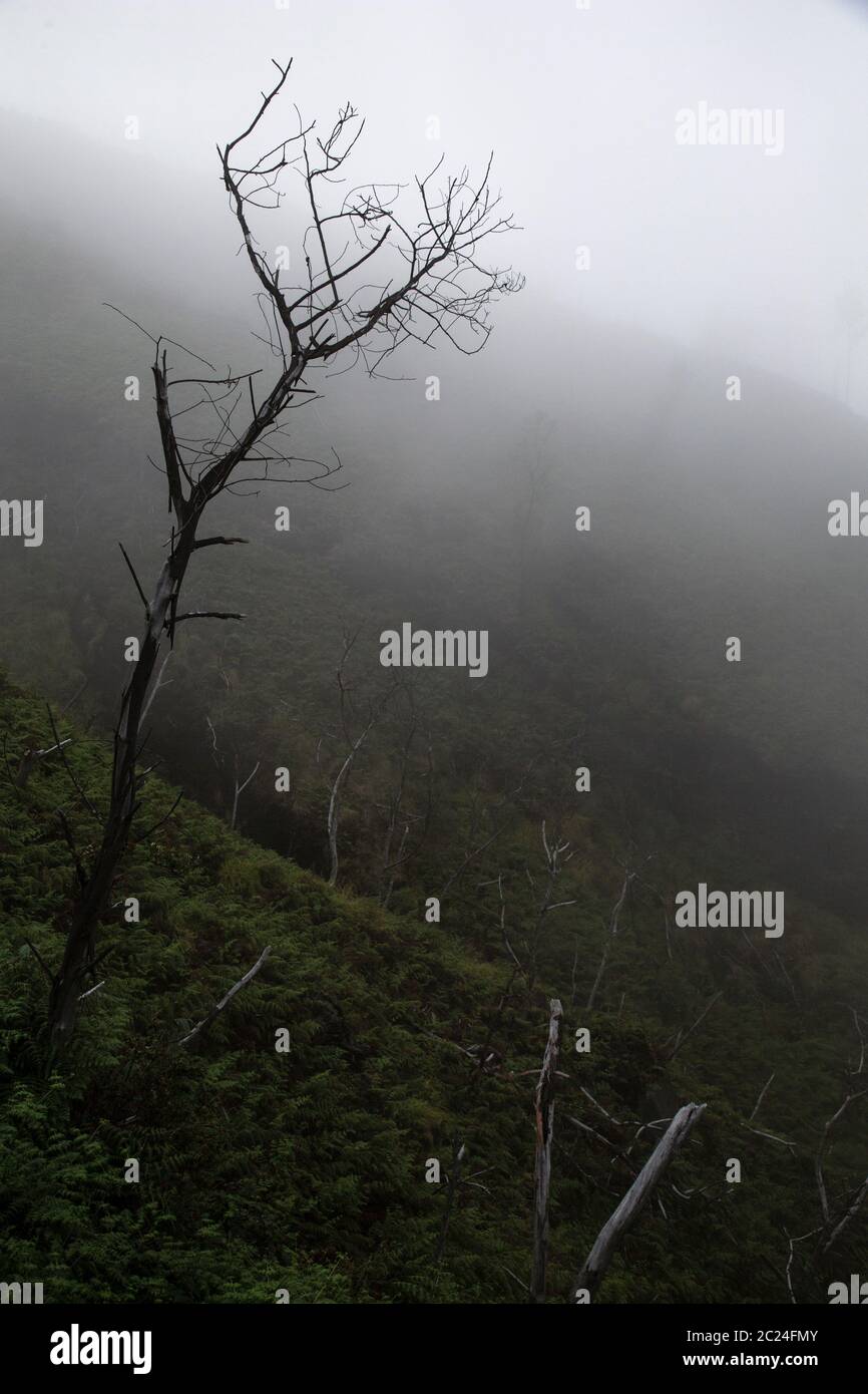 Burnt fallen tree hi-res stock photography and images - Alamy