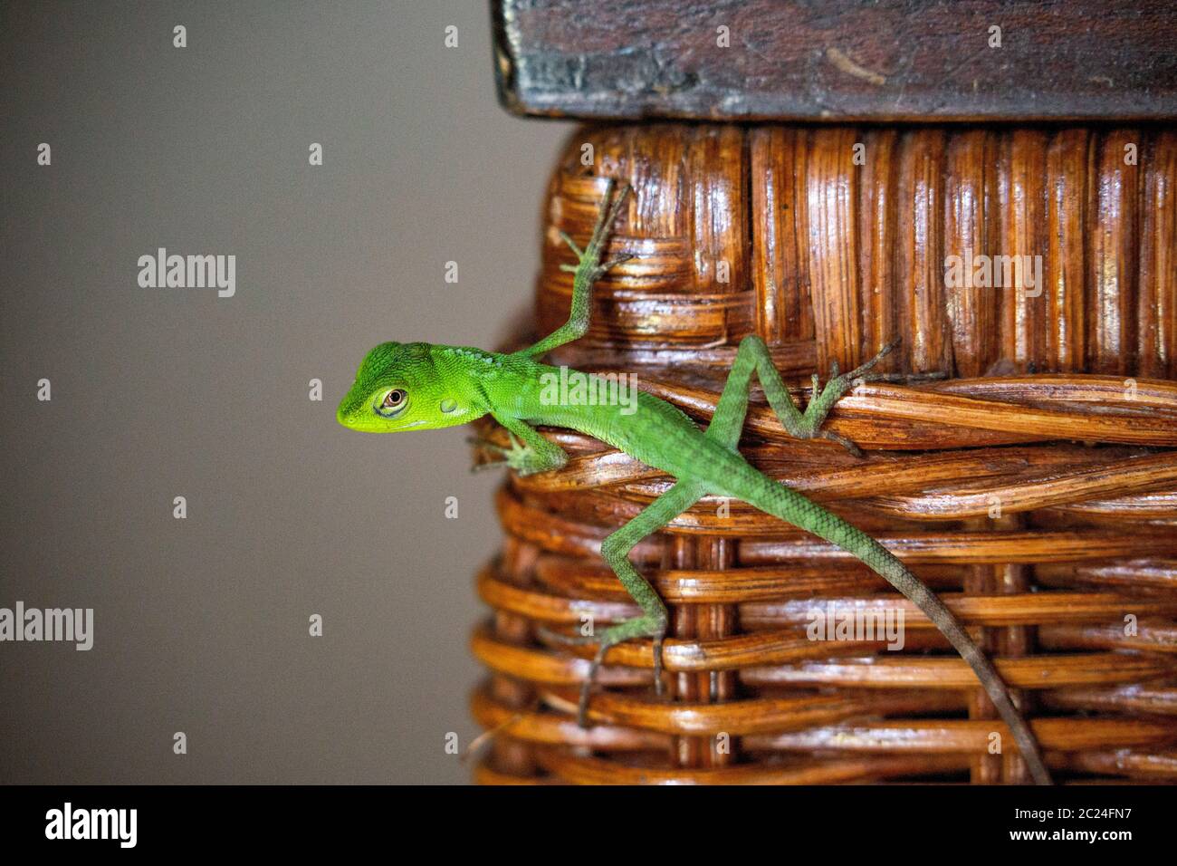 Green lizard as animal visitor on cupboard in living room Stock Photo ...