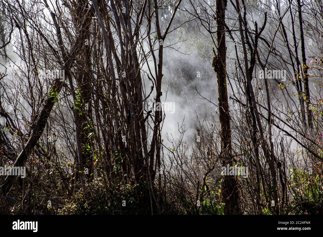 White smoke rises in the middle of forest through many branches Stock ...