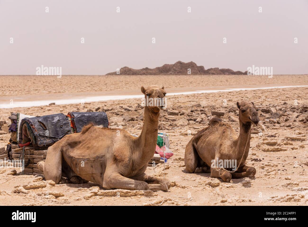 Camel caravan waiting for Afar man cutting and mining salt bricks ...