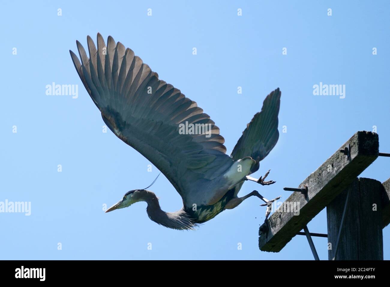 Great Blue Heron taking off pole Stock Photo - Alamy