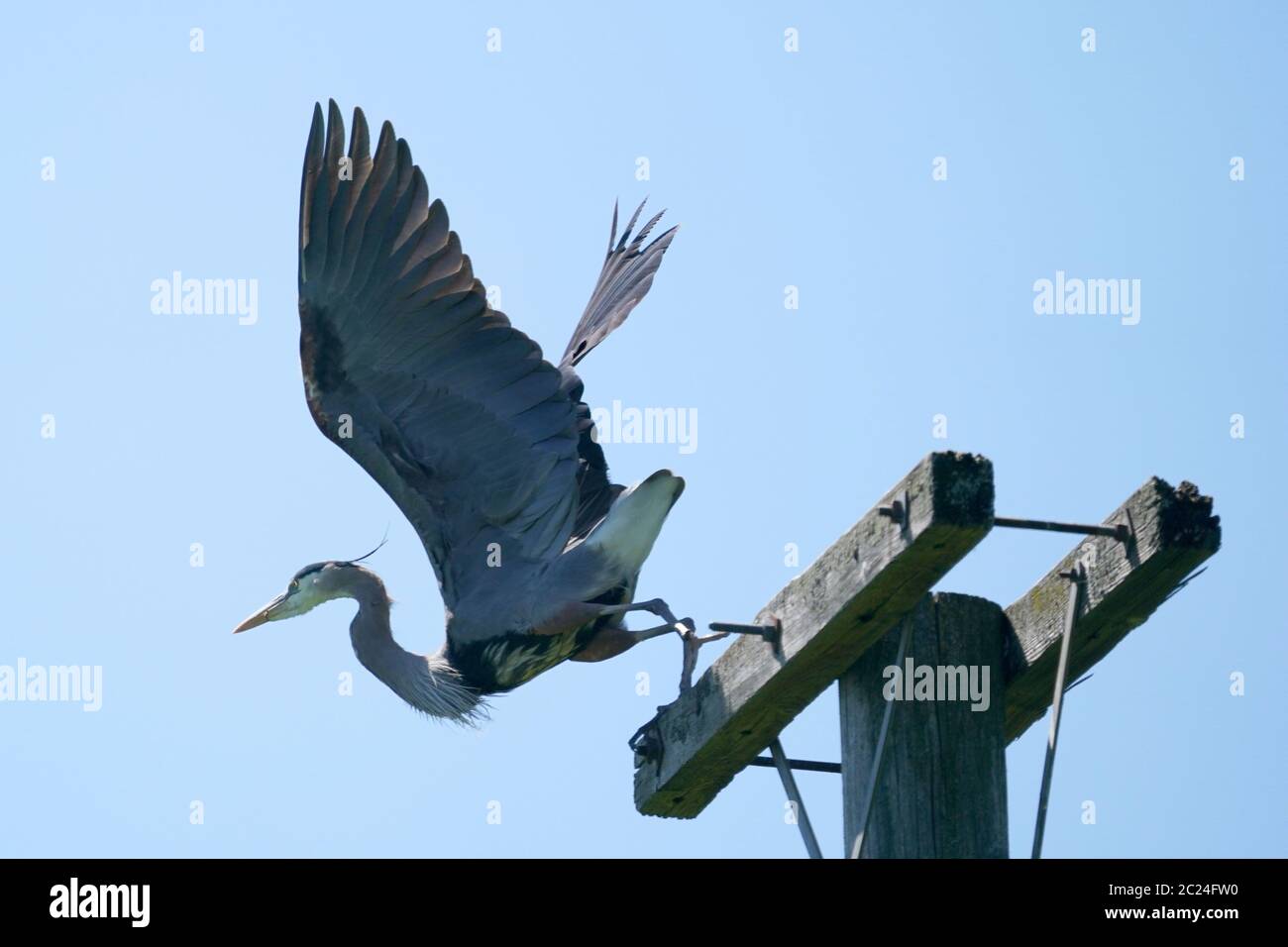 Great Blue Heron taking off pole Stock Photo - Alamy