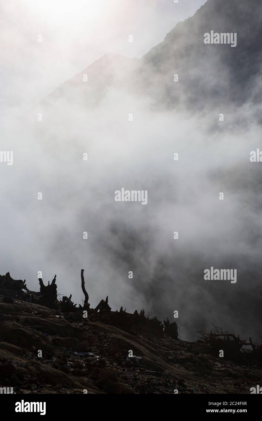 Gloomy mood with mist around burnt remnants of tree Stock Photo - Alamy