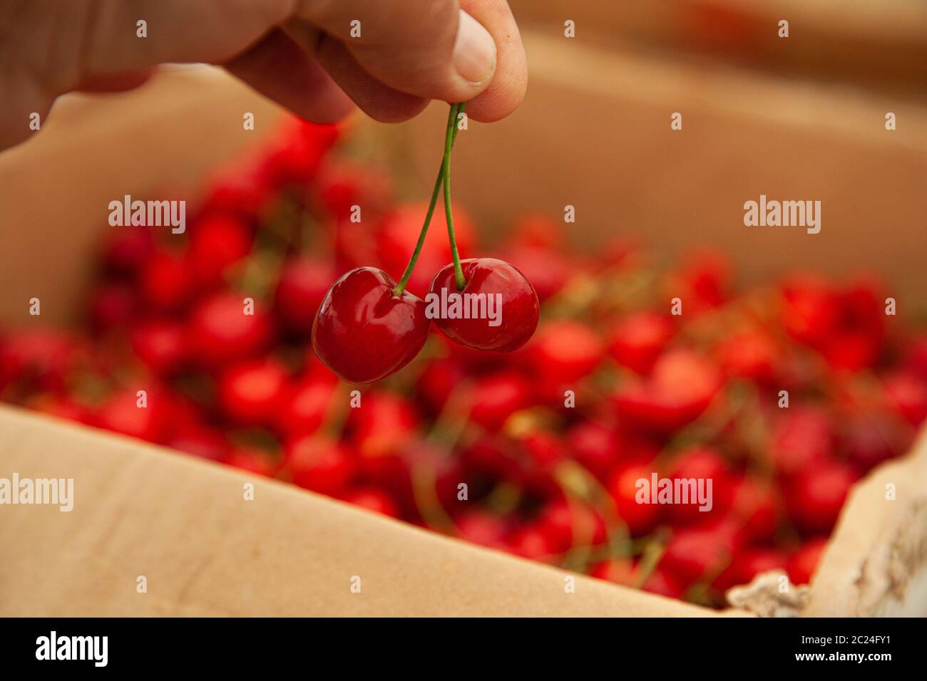 Taking red cherries from the cardboard cherry box Stock Photo - Alamy