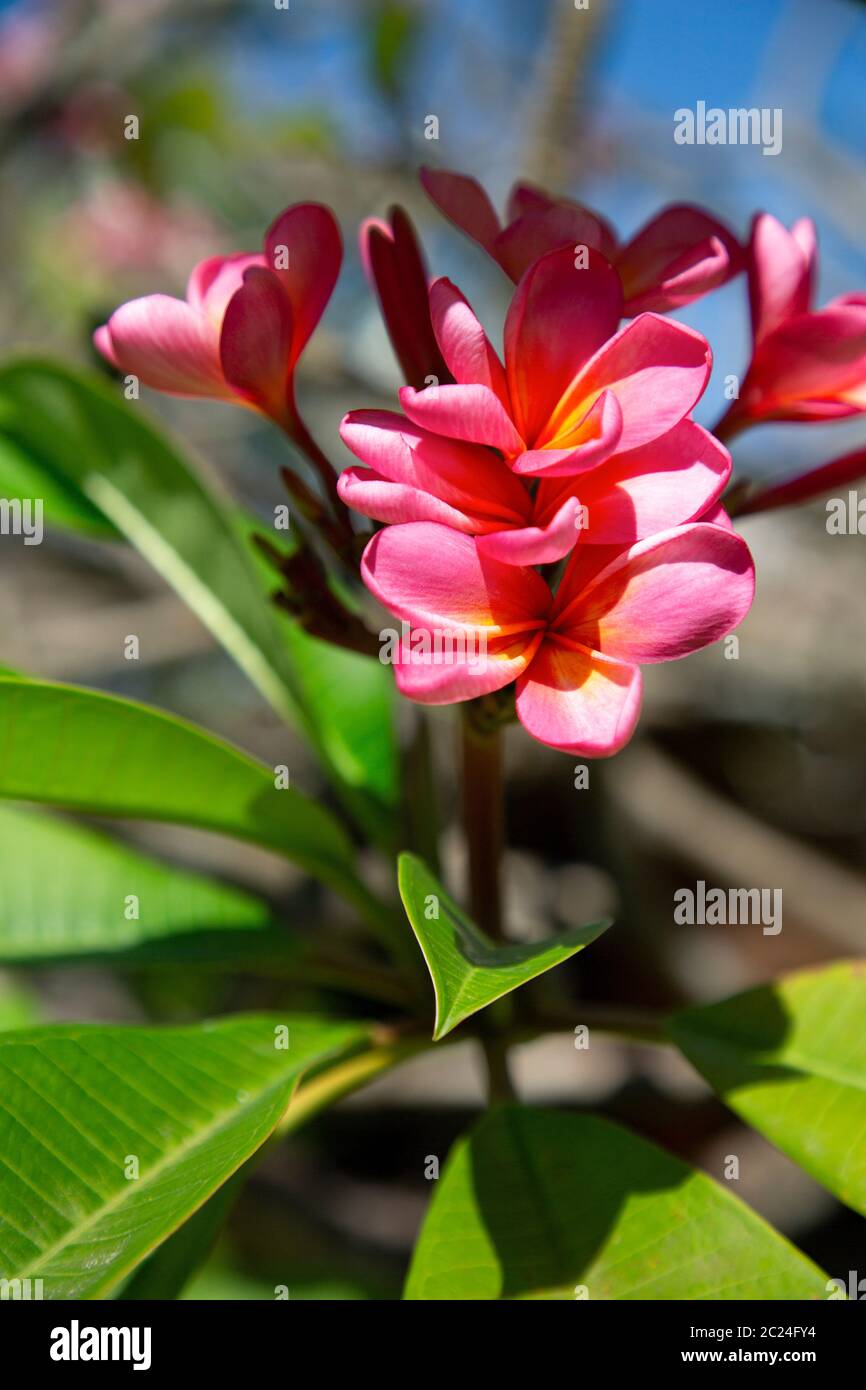 Red blooming frangipani flowers with green leaves of temple tree Stock ...