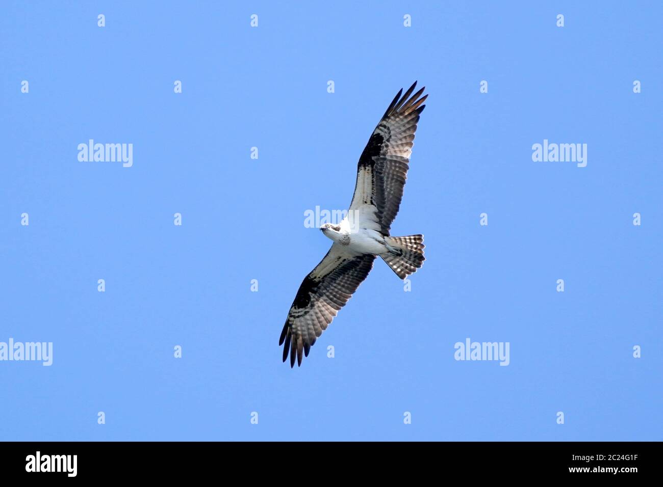 Two ospreys in flight hi-res stock photography and images - Alamy