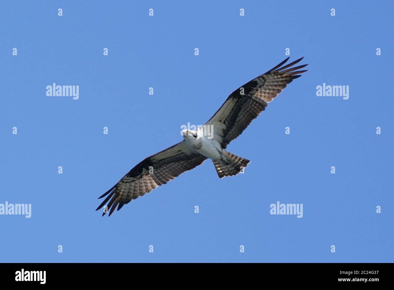 Ospreys flying over water Stock Photo - Alamy