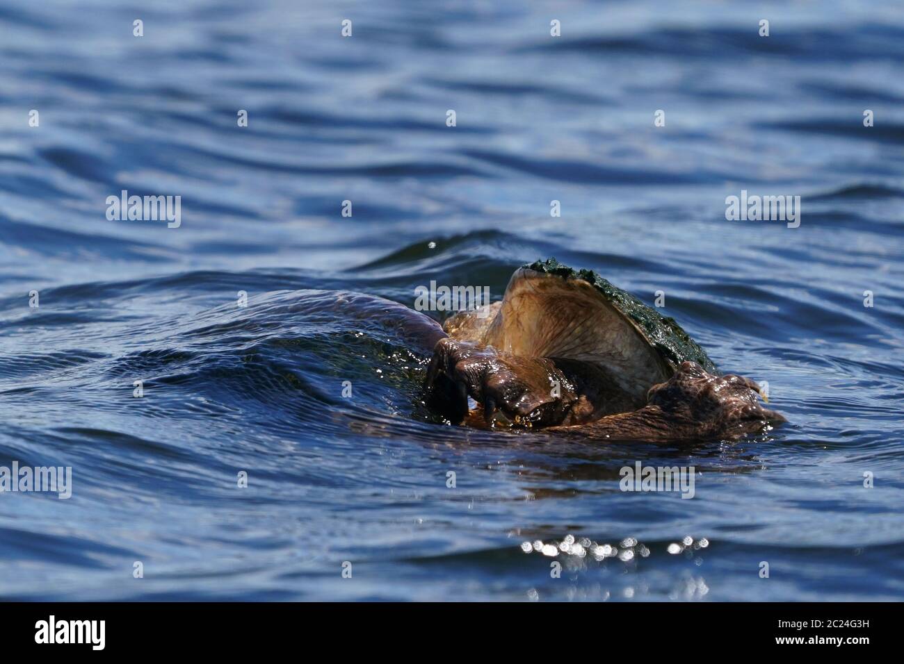 Snapping Turtles mating out in the channel Stock Photo - Alamy