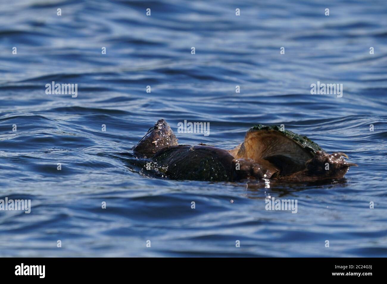 Snapping Turtles mating out in the channel Stock Photo - Alamy