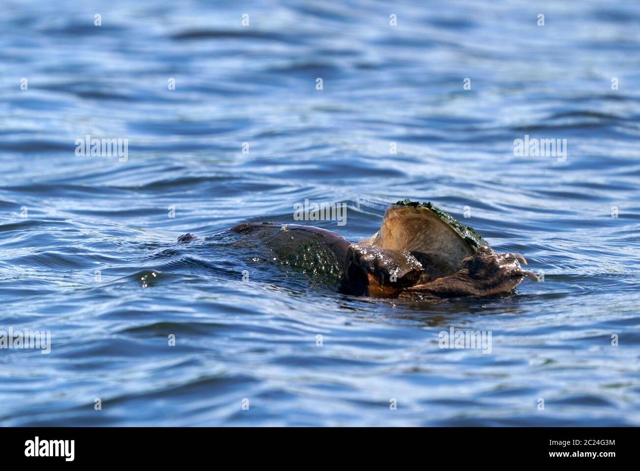 Chicken turtle hi-res stock photography and images - Alamy