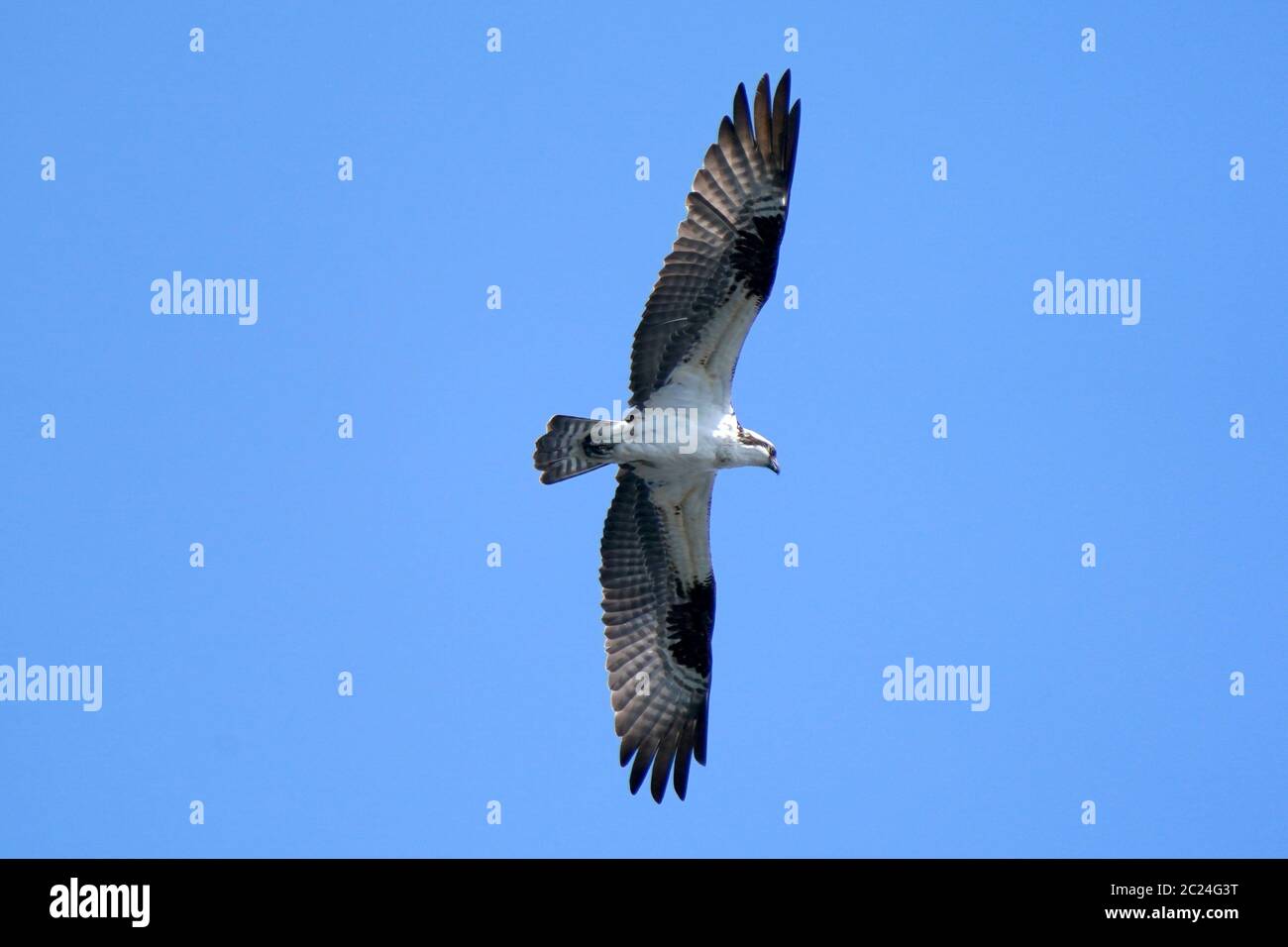 Osprey chicks on nest feeding hi-res stock photography and images - Alamy