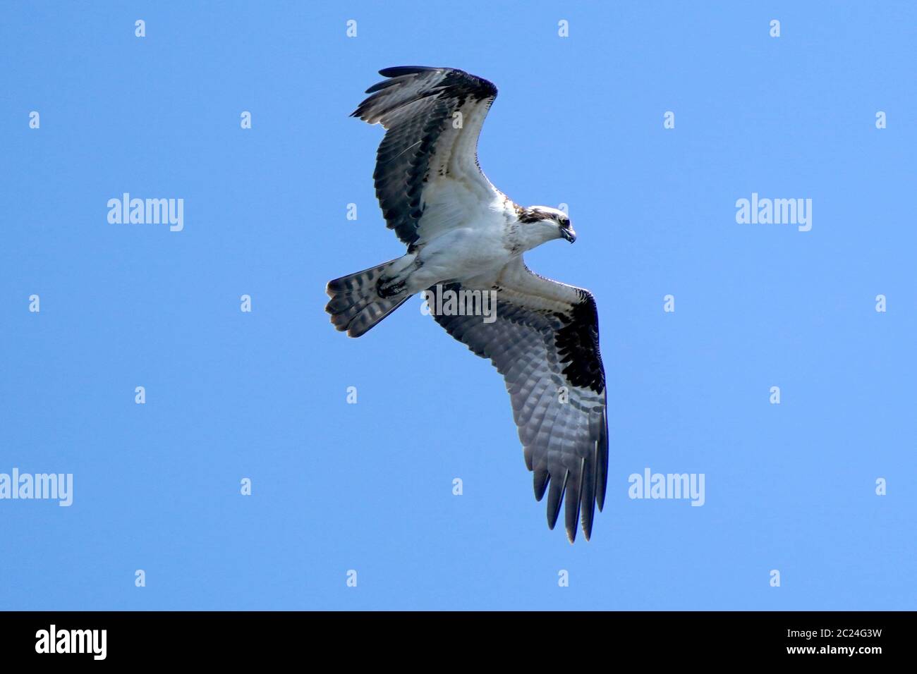 Male Osprey in flight approaching nest Stock Photo - Alamy