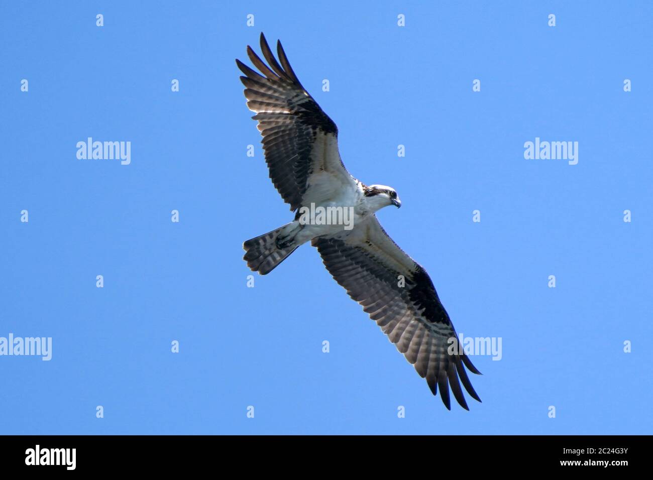 Osprey chicks on nest feeding hi-res stock photography and images - Alamy