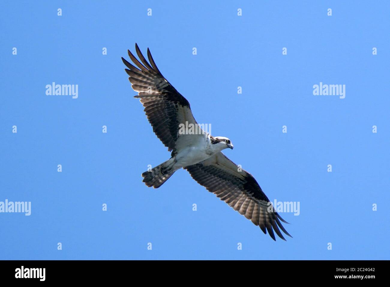 Common osprey fish hawk hi-res stock photography and images - Alamy