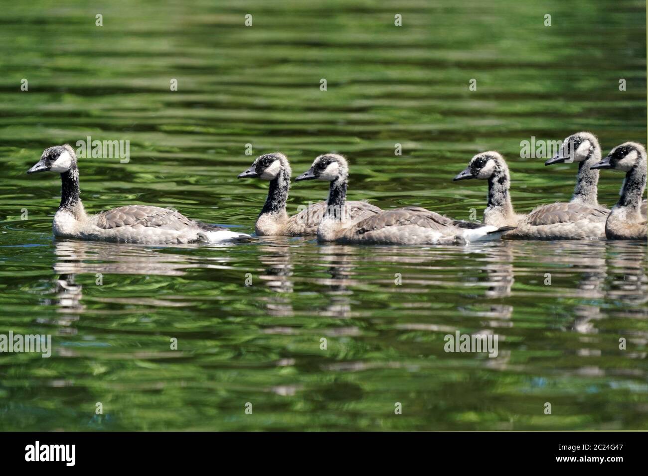 Brood Patch High Resolution Stock Photography and Images - Alamy