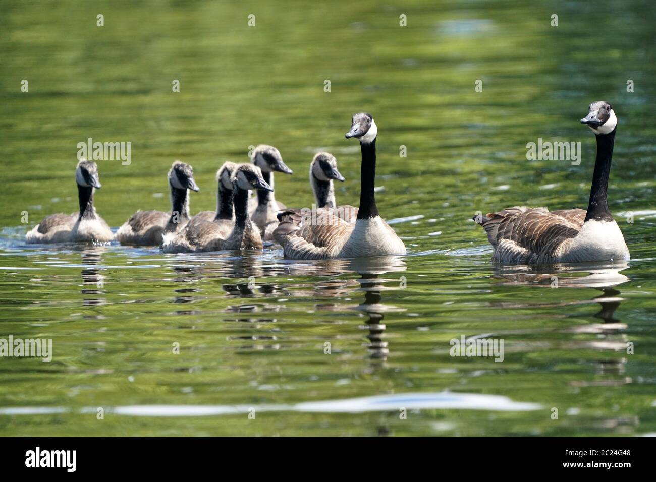 Brood patch hi-res stock photography and images - Alamy