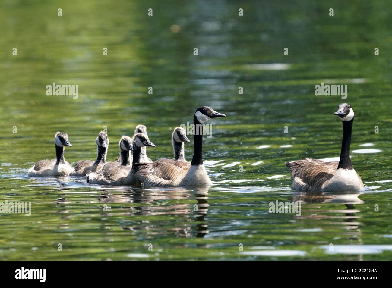 Brood patch hi-res stock photography and images - Alamy
