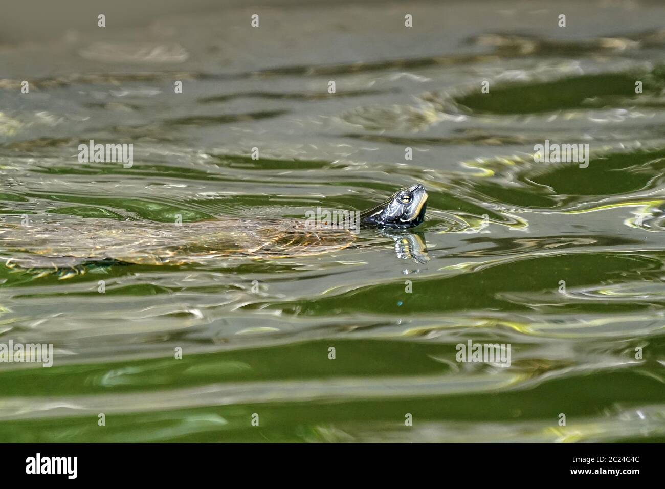 Northern Map Turtle on ledge diving in Stock Photo - Alamy