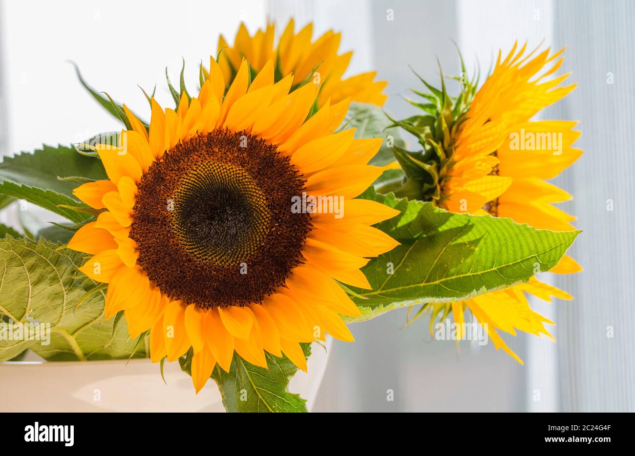a yellow sunflower Stock Photo - Alamy