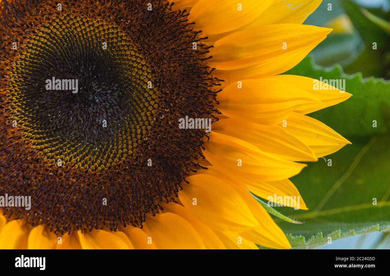 a yellow sunflower Stock Photo - Alamy