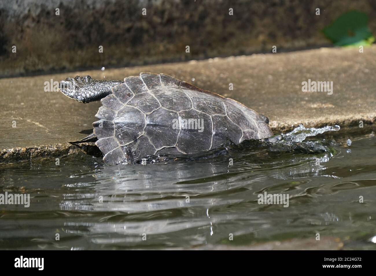 Northern Map Turtle on ledge diving in Stock Photo - Alamy