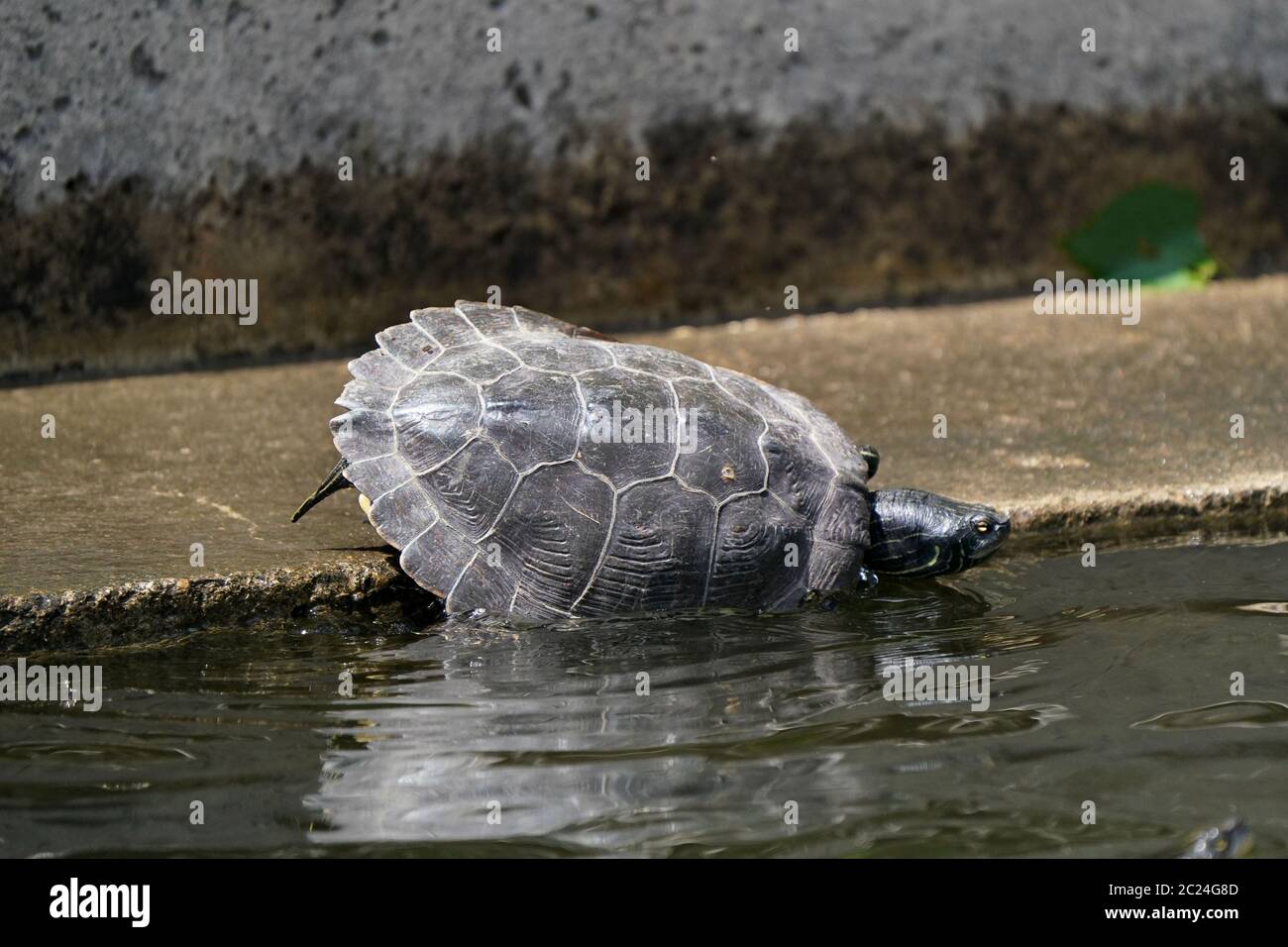 Northern Map Turtle on ledge diving in Stock Photo - Alamy