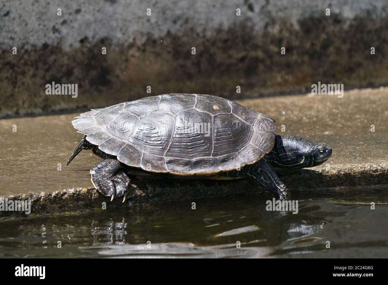 Northern map turtle hi-res stock photography and images - Alamy