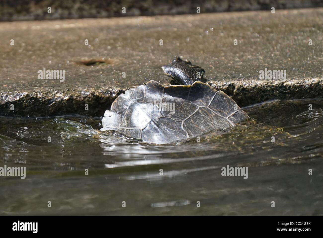 Northern Map Turtle on ledge diving in Stock Photo - Alamy