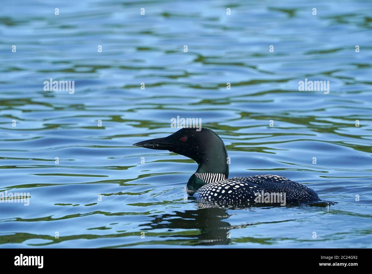 Common Loon swimming on lake Stock Photo - Alamy